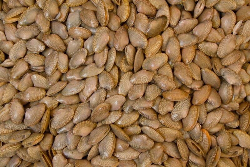 Clams at Seafood Market, Top View. Stock Image - Image of diet ...
