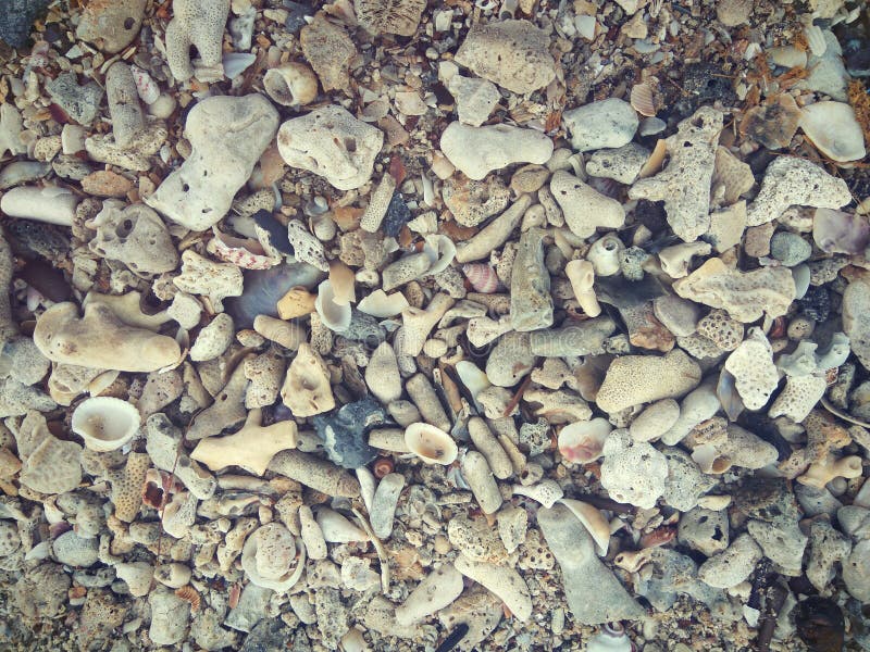 Clams Texture Material Photo Stock Stock Photo - Image of material ...