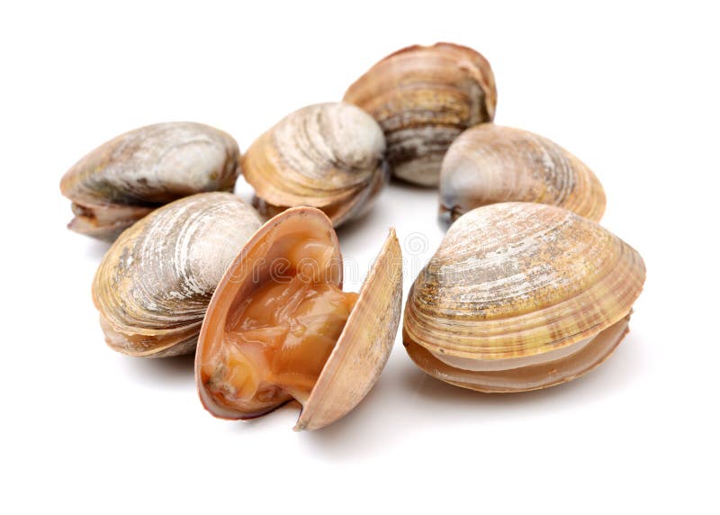Clams stock photo. Image of meal, space, steamed, healthy - 67444480