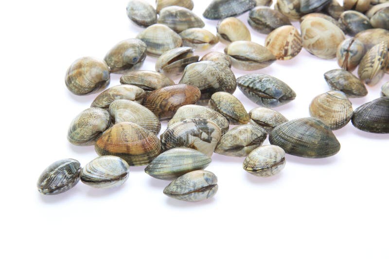 Clams in a White Background Stock Photo - Image of isolated, seafood ...