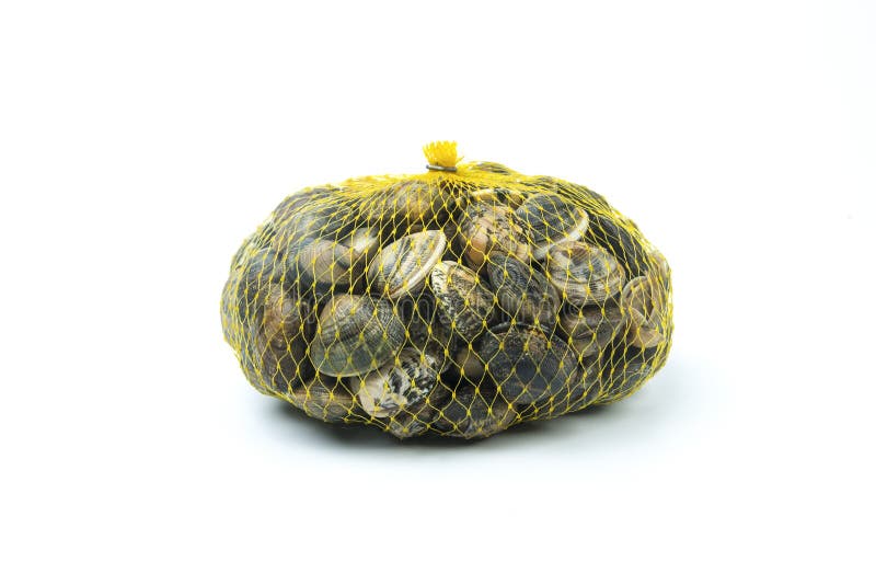 Clams stock image. Image of produce, fish, cucurbita - 56828895