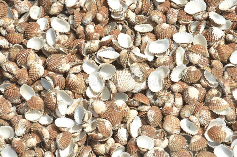 3,042 Clamshell Stock Photos - Free & Royalty-Free Stock Photos from ...