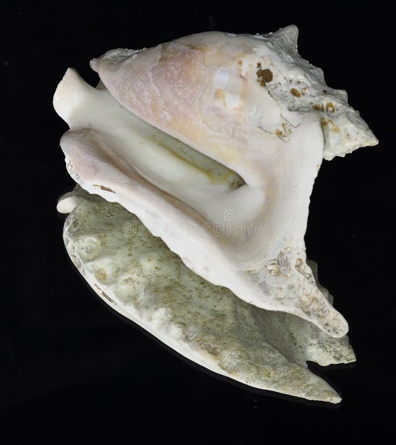 Clamshell stock photo. Image of shell, clamshell, valves - 55344436