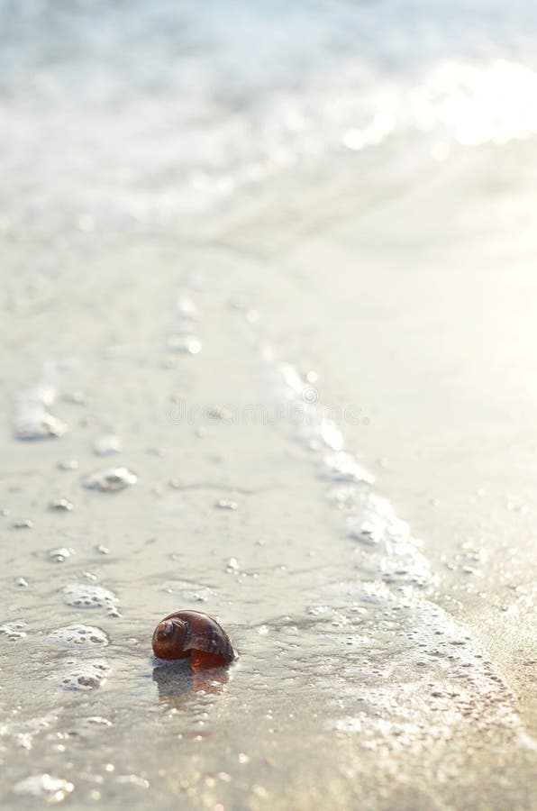 Clamshell on sunny beach stock photo. Image of ocean - 46637504