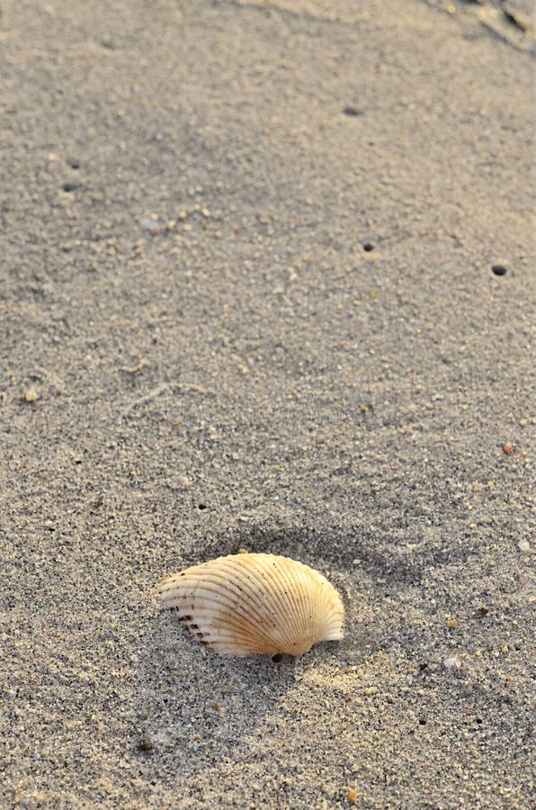 Clamshell on sunny beach stock image. Image of travel - 46637429