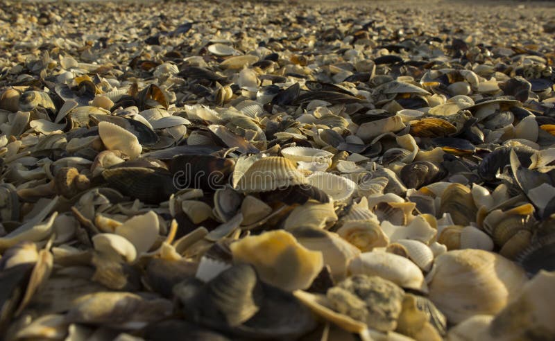 180 Clamshells Stock Photos - Free & Royalty-Free Stock Photos from ...