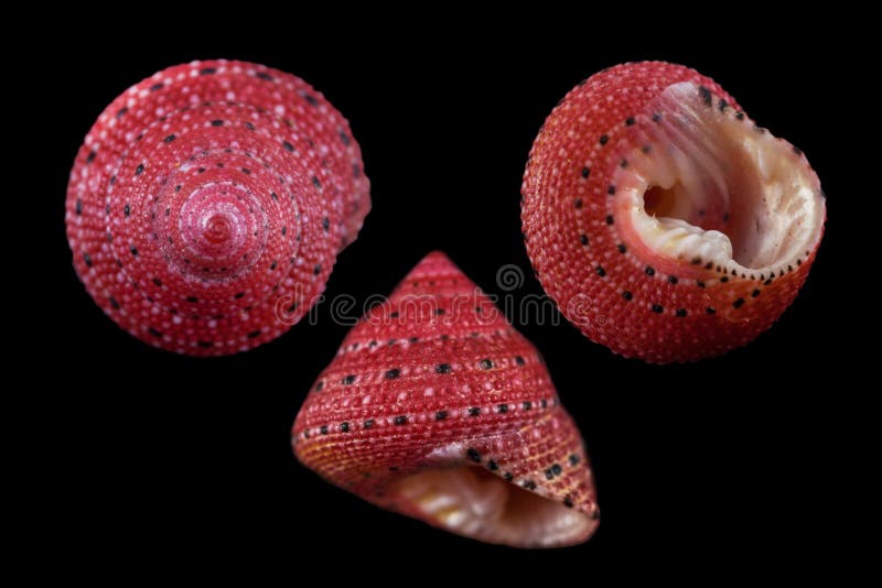 Clanculus Stock Photos - Free & Royalty-Free Stock Photos from Dreamstime