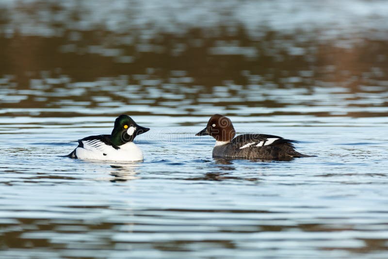 Clangula Del Bucephala, Goldeneye Comune Fotografia Stock - Immagine di ...