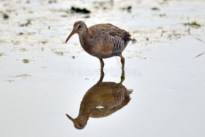 Clapper Rail stock image. Image of tidal, salt, rallus - 20019461