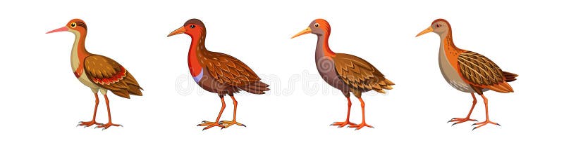Clapper Rail Bird Realistic Illustration Stock Vector - Illustration of ...