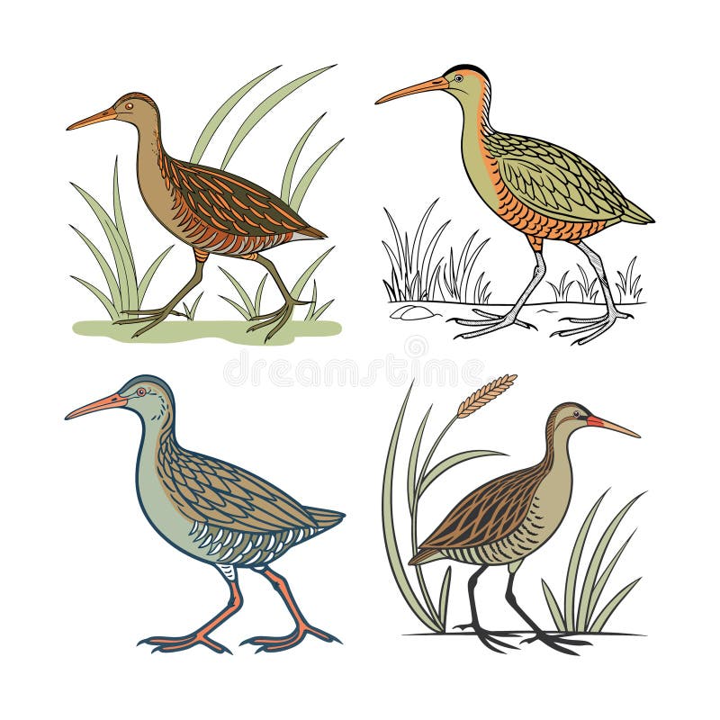 Clapper Rail Bird Realistic Illustration Stock Vector - Illustration of ...