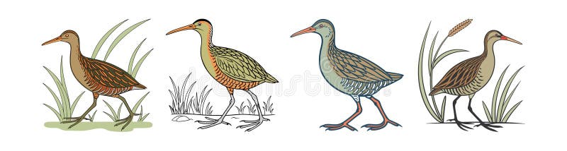 Clapper Rail Bird Realistic Illustration Stock Vector - Illustration of ...