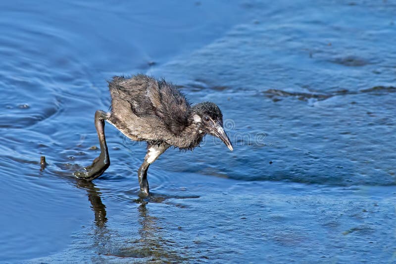 Clapper Rail Chick stock photo. Image of bird, splashing - 32372130