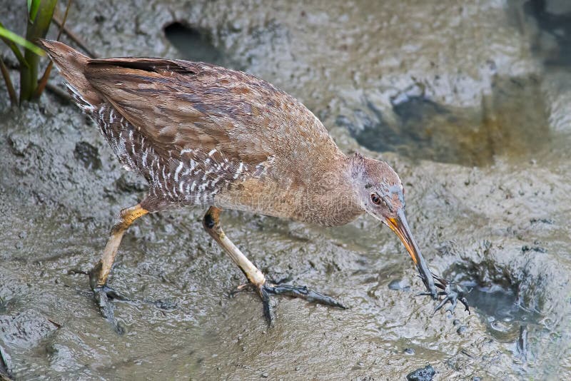 Clapper Rail with Crab stock photo. Image of wildlife - 41747212