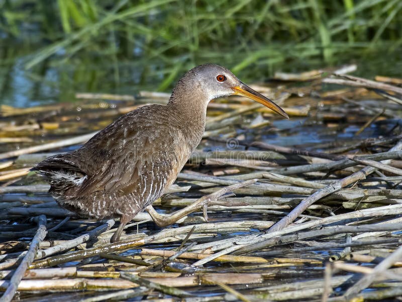 Clapper Rail stock image. Image of salt, shore, clapper - 73333495