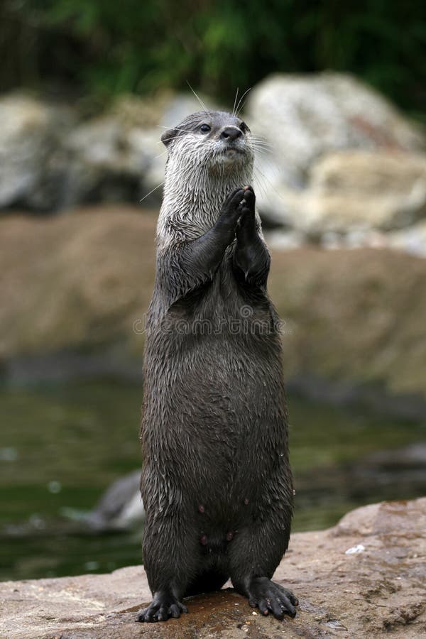 Clapping Otter? stock image. Image of animal, water, stand - 5987865