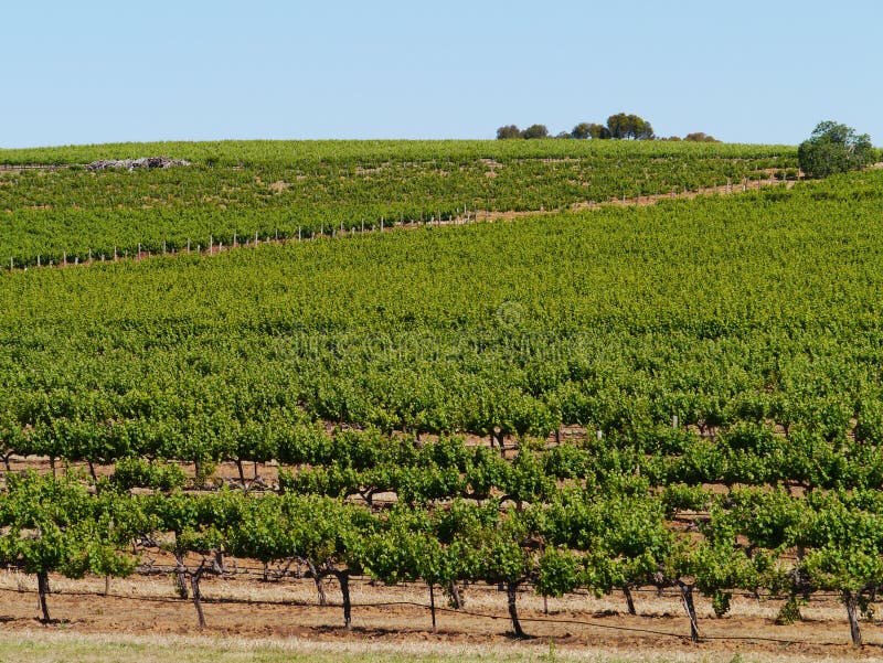 Clare Valley in South Australia Stock Image - Image of grapes, outside ...