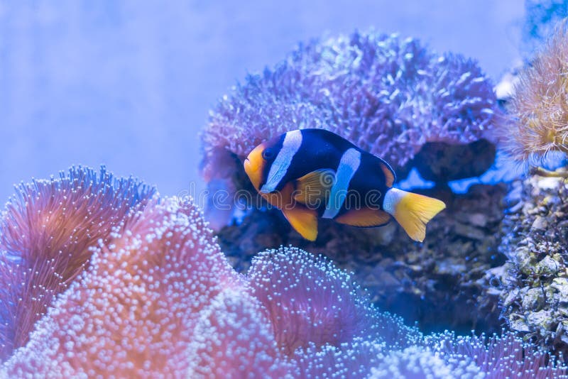Clark`s Anemonefish, Yellowtail Clownfish Stock Photo - Image of ...