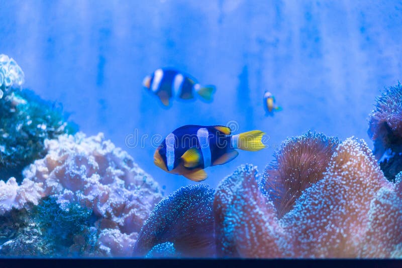 Clark`s Anemonefish, Yellowtail Clownfish Stock Image - Image of ...