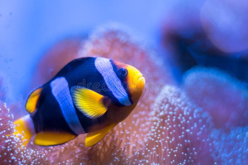 Clark`s Anemonefish, Yellowtail Clownfish Stock Image - Image of fish ...