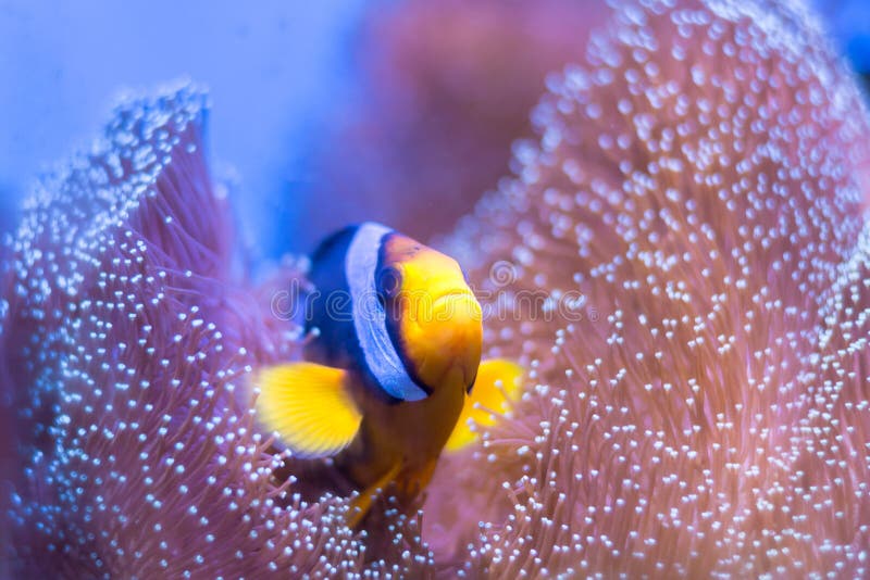 Clark`s Anemonefish, Yellowtail Clownfish Stock Image - Image of clown ...