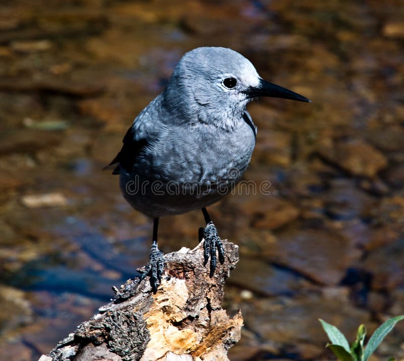 Clark s Nutcracker bird stock image. Image of background - 18832887