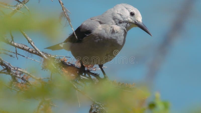A Clark S Nutcracker Bird Sitting on a Pine Tree Branch Stock Video ...