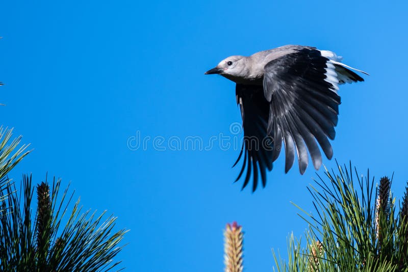 Clark`s Nutcracker Flying Low Over the Tree Tops Stock Photo - Image of ...
