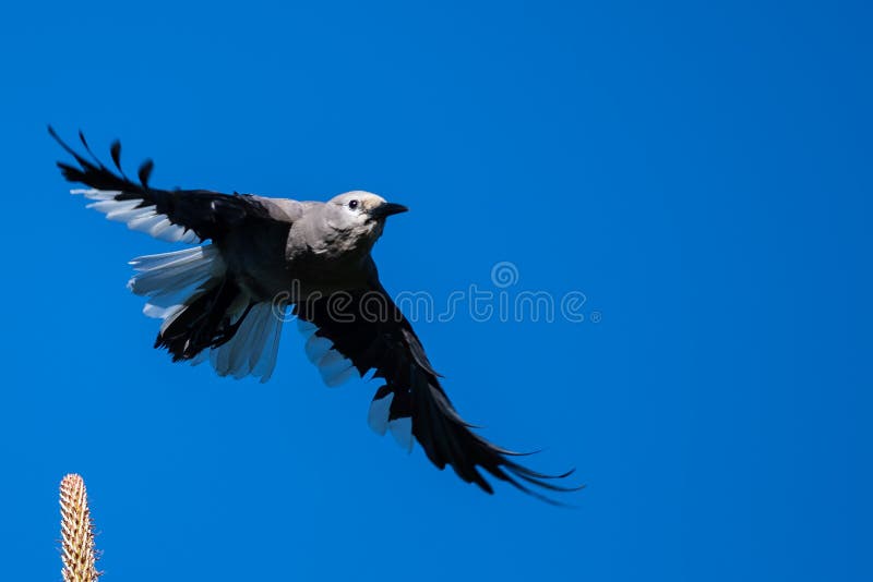 Clark`s Nutcracker Flying Low Over the Tree Tops Stock Photo - Image of ...