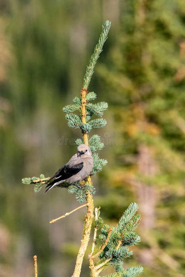 Clark S Nutcracker Perched in Pine Tree in Rocky Mountains National ...