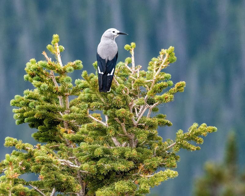 Clark S Nutcracker Perched in Pine Tree in Rocky Mountains National ...