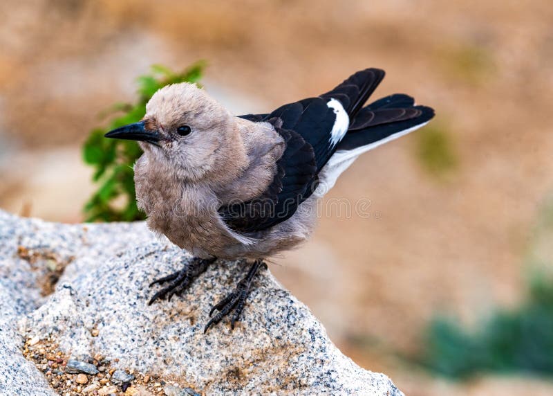 Clark S Nutcracker Perched on Stone Stock Image - Image of wild ...
