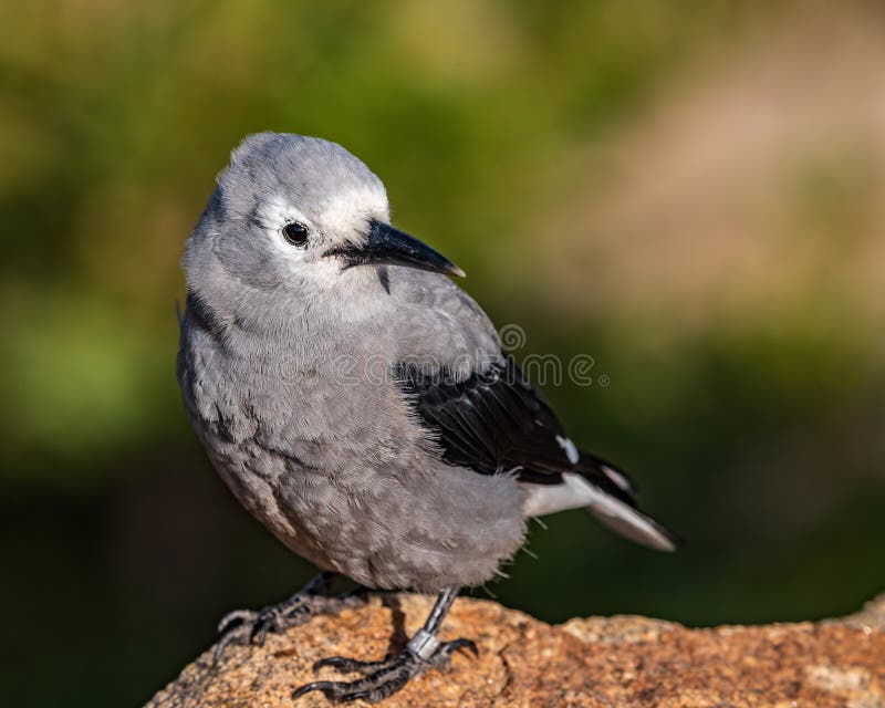 Clark S Nutcracker Perched on Stone Stock Photo - Image of birding ...