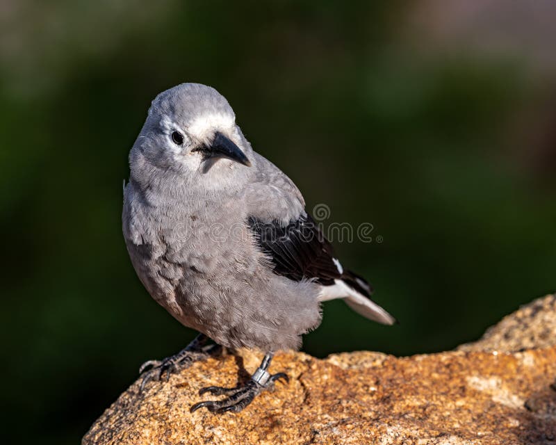 Clark S Nutcracker Perched on Stone Stock Image - Image of mountain ...