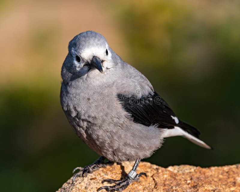 Clark S Nutcracker Perched on Stone Stock Image - Image of gray ...