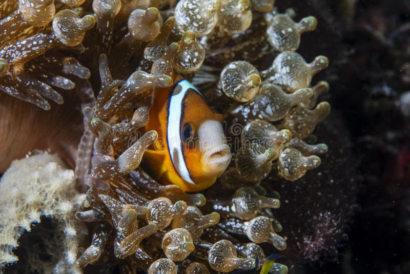 Clarki Anemonefish Amphiprion Clarkii Stock Image - Image of lens ...