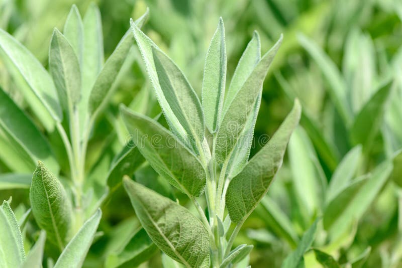 Clary Sage stock photo. Image of treatment, leaves, herb - 42594658