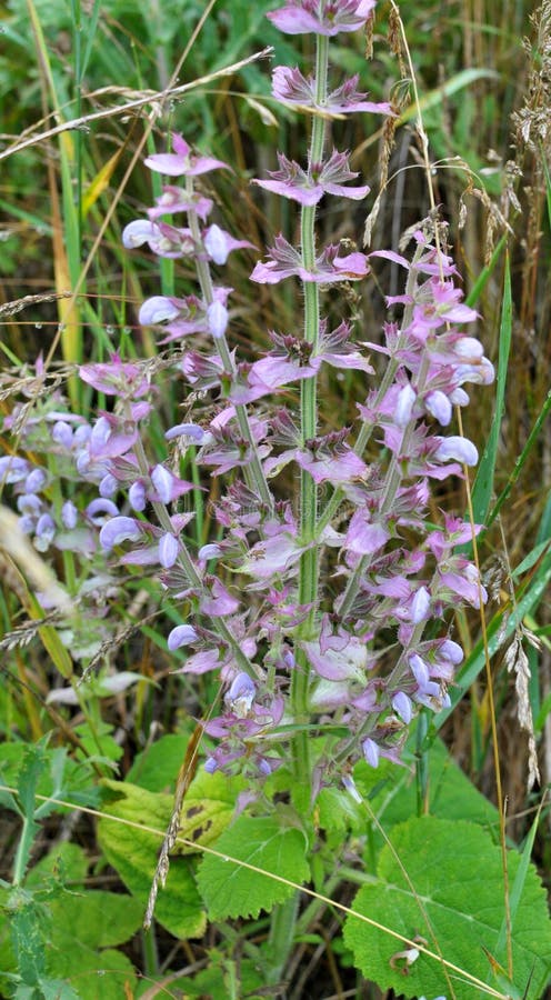 Clary Sage Salvia Sclarea Grows in Nature Stock Photo - Image of herb ...