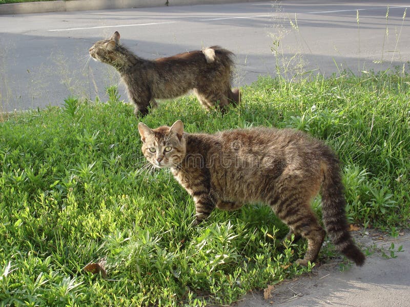 Clash Over Territory Tabby Domestic Cats Stock Image - Image of ...
