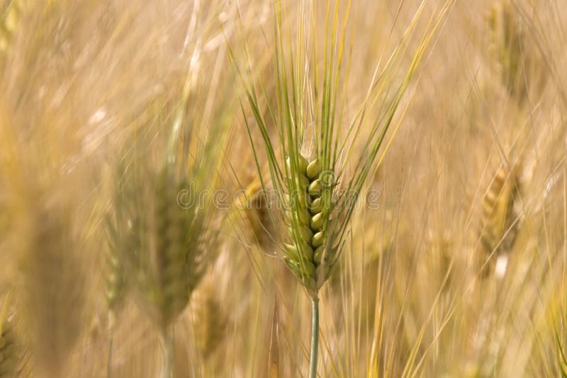 A Class of Barley on the Field in the Spring Stock Photo - Image of ...
