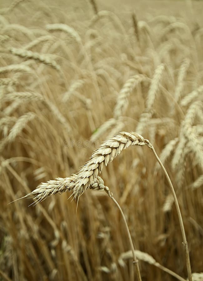 Classes of wheat grain stock image. Image of grain, loaf - 20250603
