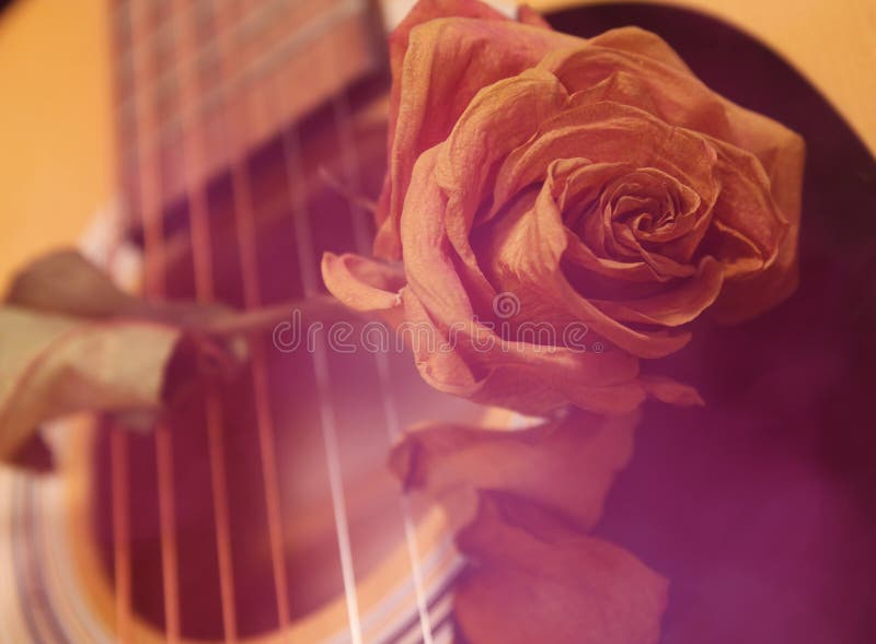 Classic Acoustic Guitar with Dried Rose on Guitar Stock Image - Image ...