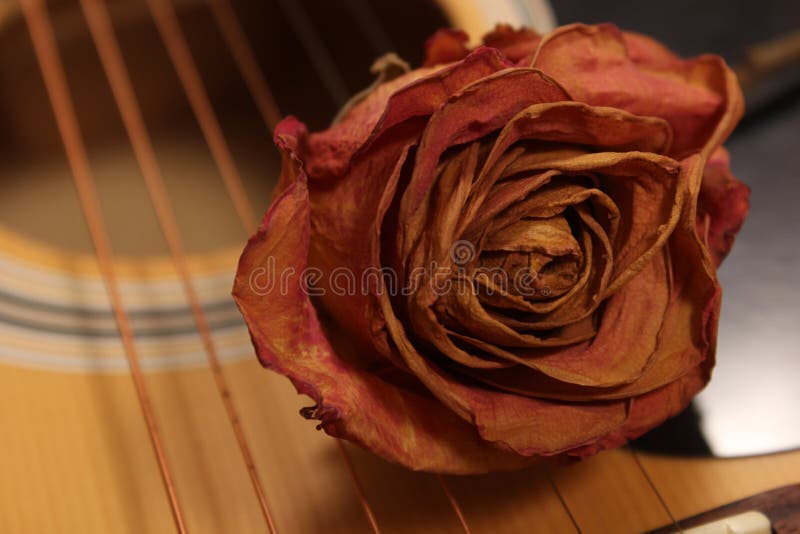 Classic Acoustic Guitar with Dried Rose on Guitar Stock Photo - Image ...