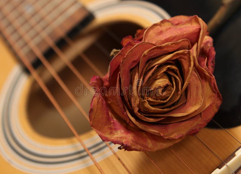 Classic Acoustic Guitar with Dried Rose on Guitar Stock Photo - Image ...