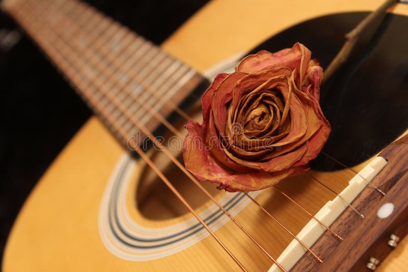 Classic Acoustic Guitar with Dried Rose on Guitar Stock Image - Image ...
