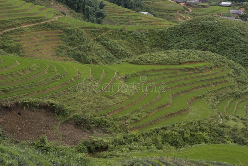 Classic Asian Rice Field, Sapa Vietnam Stock Image - Image of beautiful ...