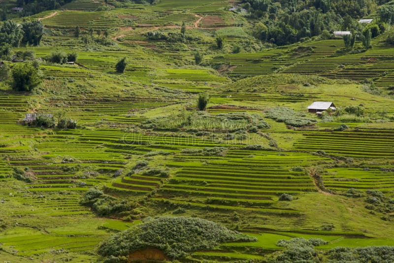 Classic Asian Rice Field, Sapa Vietnam Stock Image - Image of food ...