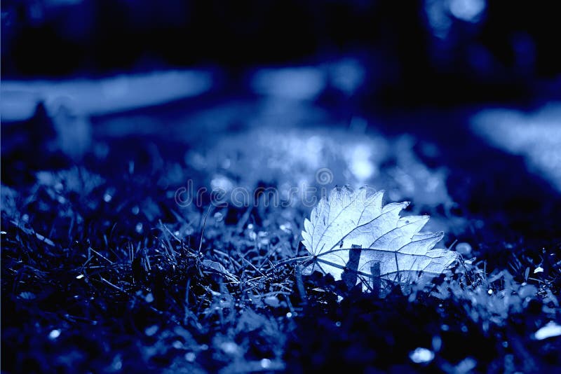 Classic Blue. Color of the Year 2020. Fallen Leaf Illuminated by the ...