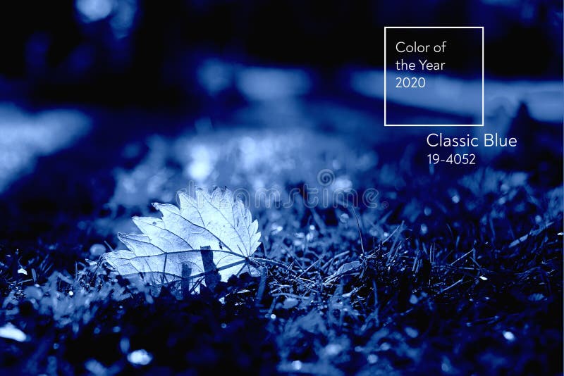 Classic Blue. Color of the Year 2020. Fallen Leaf Illuminated by the ...