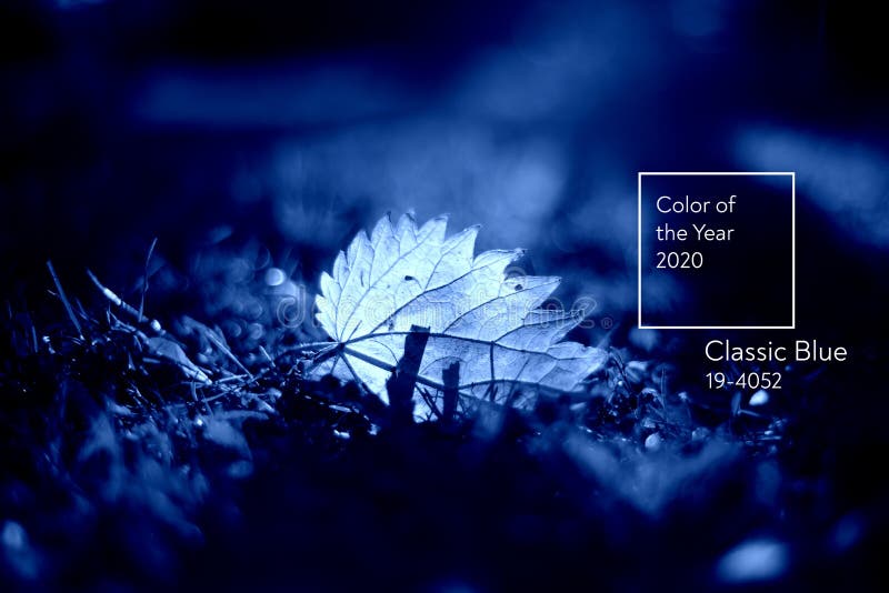 Classic Blue. Color of the Year 2020. Fallen Leaf Illuminated by the ...